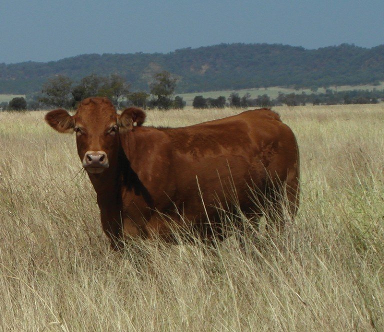 Limousins add profit to Central Queensland herd – Australian Limousin ...