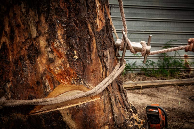 CTL Services Photo Gallery of Tree Removal & Tree Cutting Services