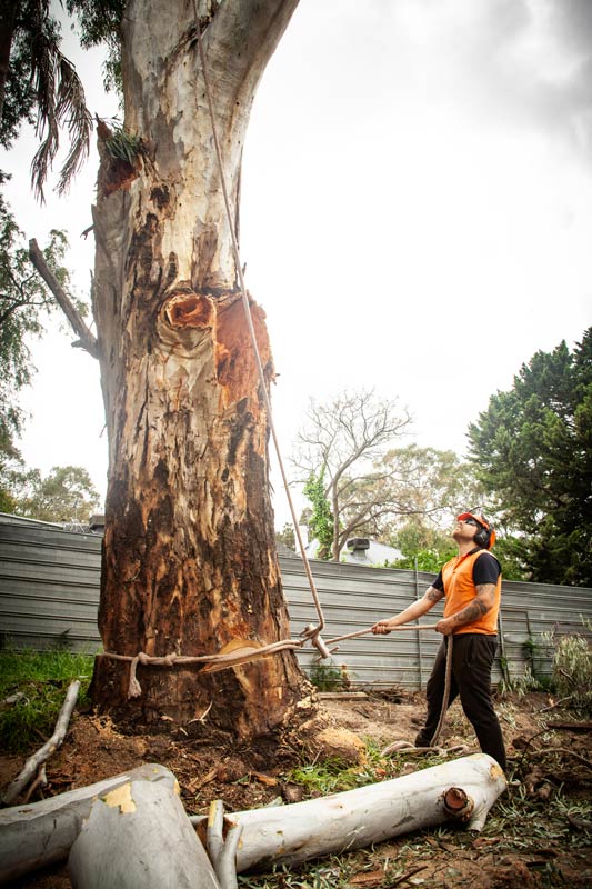 CTL Services Photo Gallery of Tree Removal & Tree Cutting Services