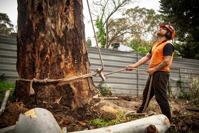 CTL Services Photo Gallery of Tree Removal & Tree Cutting Services