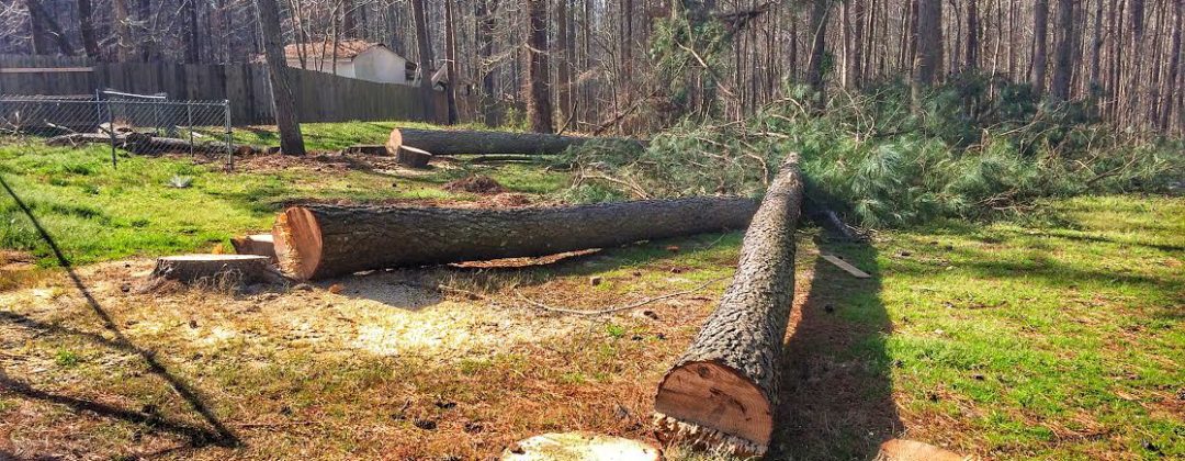 How Much Does Tree Removal Adelaide Cost 