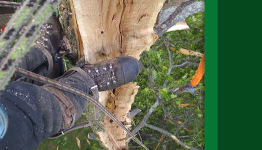 Tree Risk Inspection and Assessment Services in Ontario