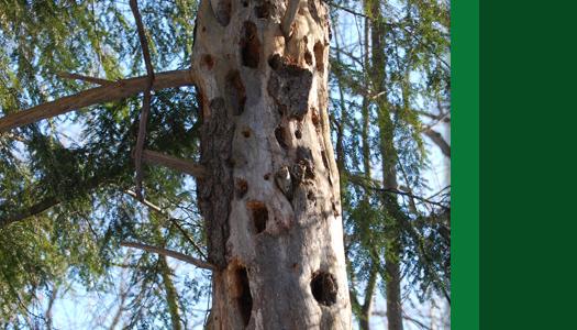 Tree Cavity Assessments and Treatment in Ontario | Arborcorp