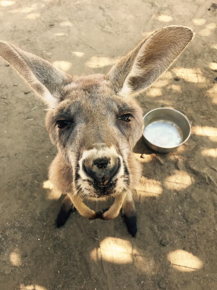 Gallery - The Outback Kangaroo Farm