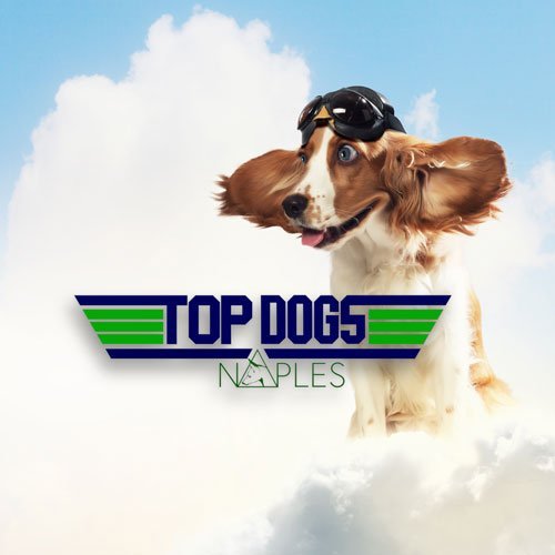 Dog Trainer Naples Top Dogs - Southwest Florida's Premier Positive K9 ...