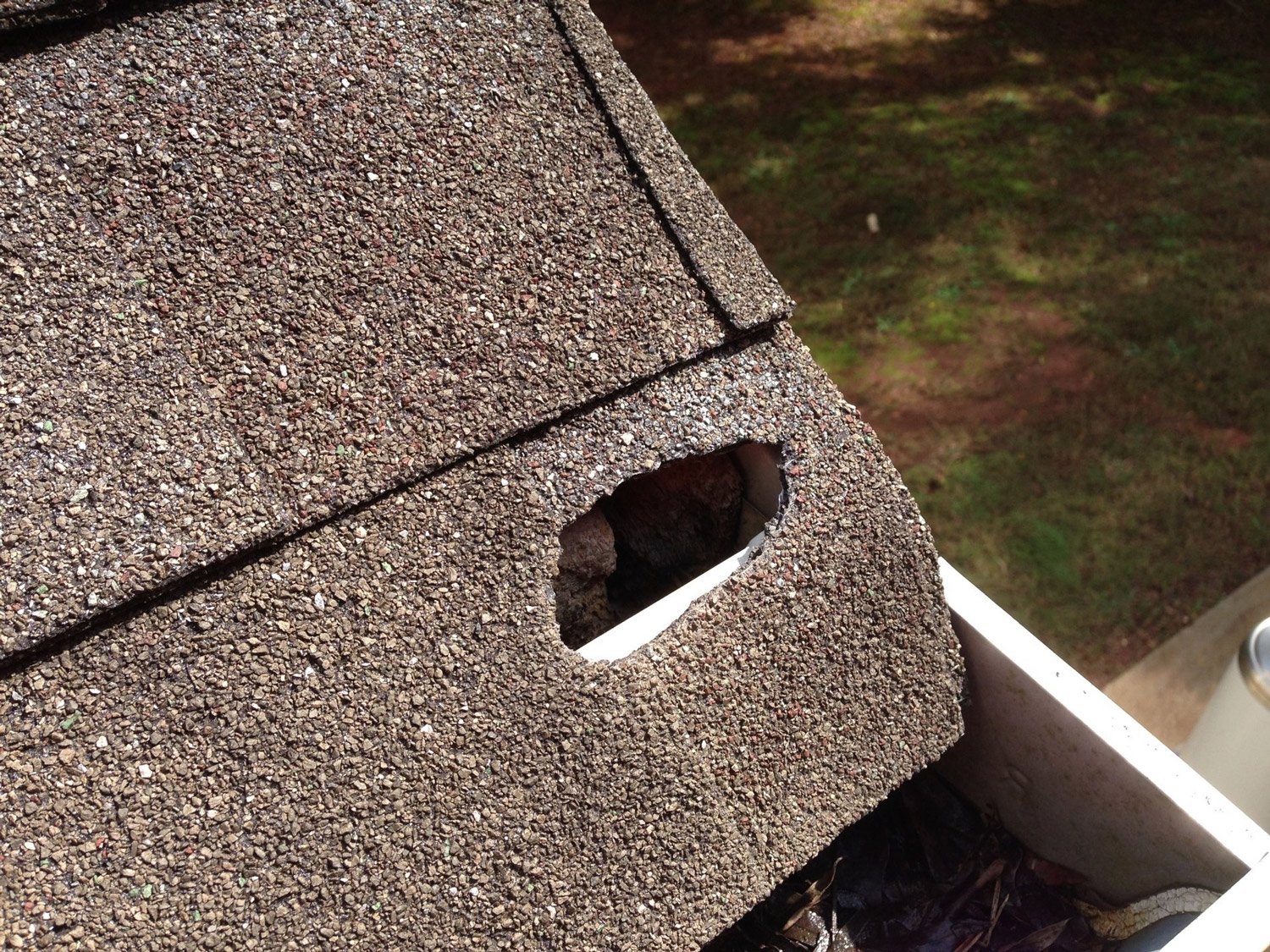 How Do Critters Get In?