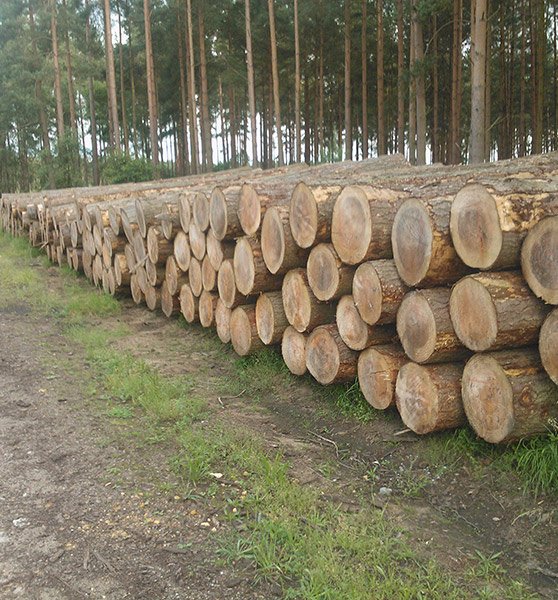 Forestry services | Powell Forestry