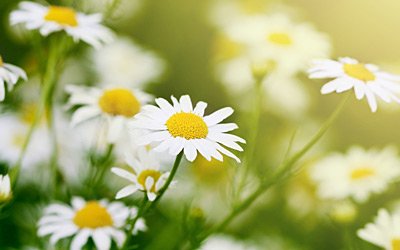 Coile and Hall Funeral Directors | Hartwell, GA