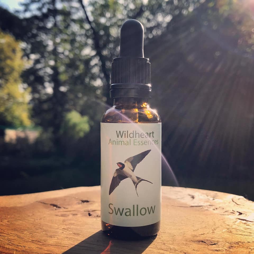Swallow