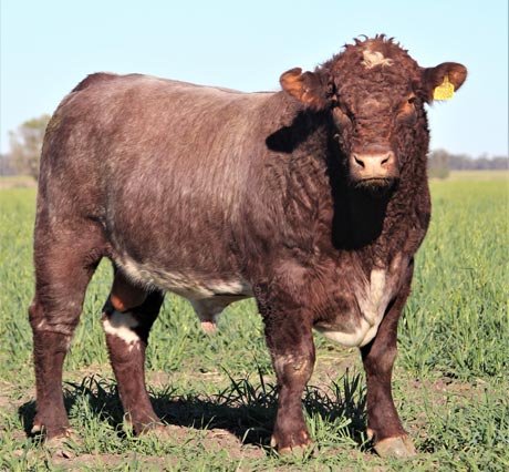 Shorthorn Bulls for Sale in Queensland | The Grove Shorthorns