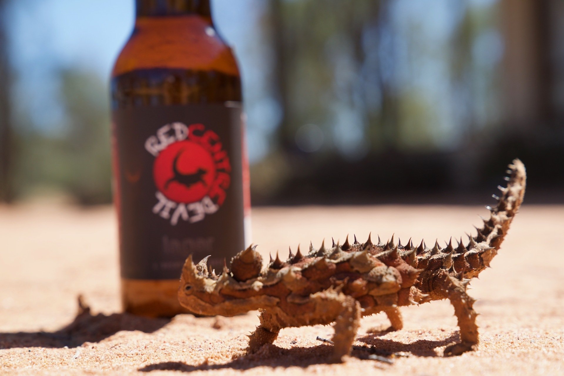Red Centre Devil Lager