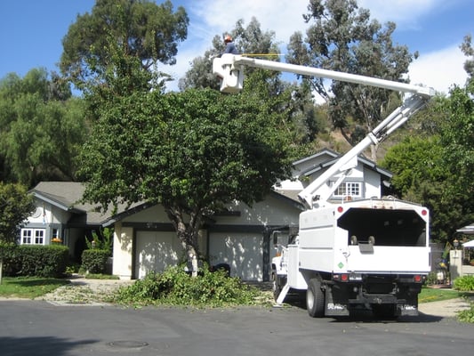Tree Services | York, ME | Abbott Bros Inc