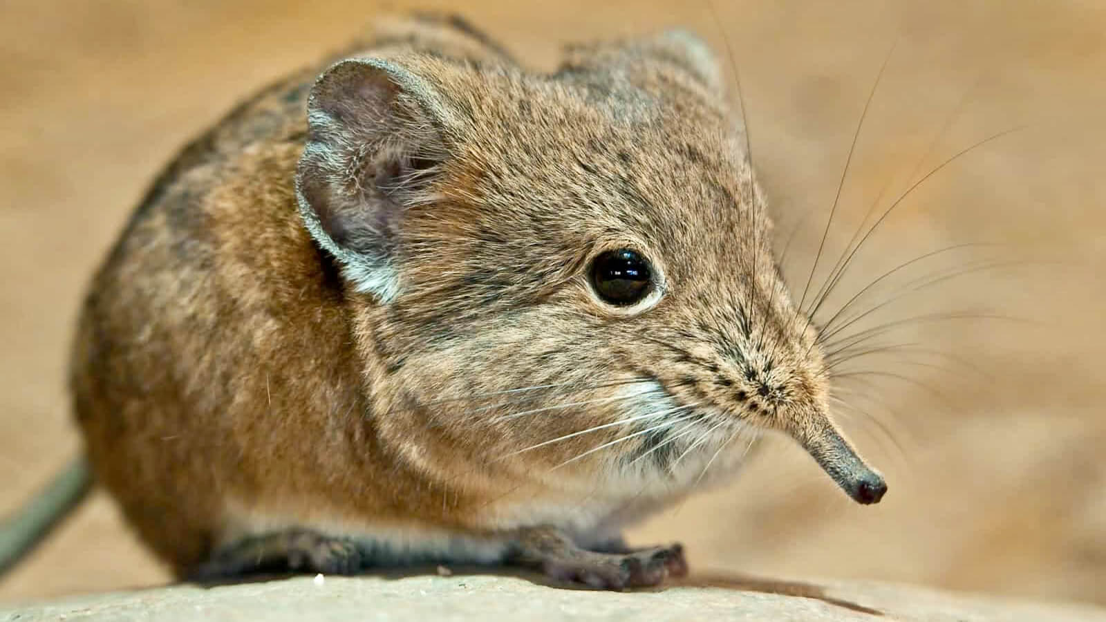 MEET THE SMALL FIVE OF AFRICA