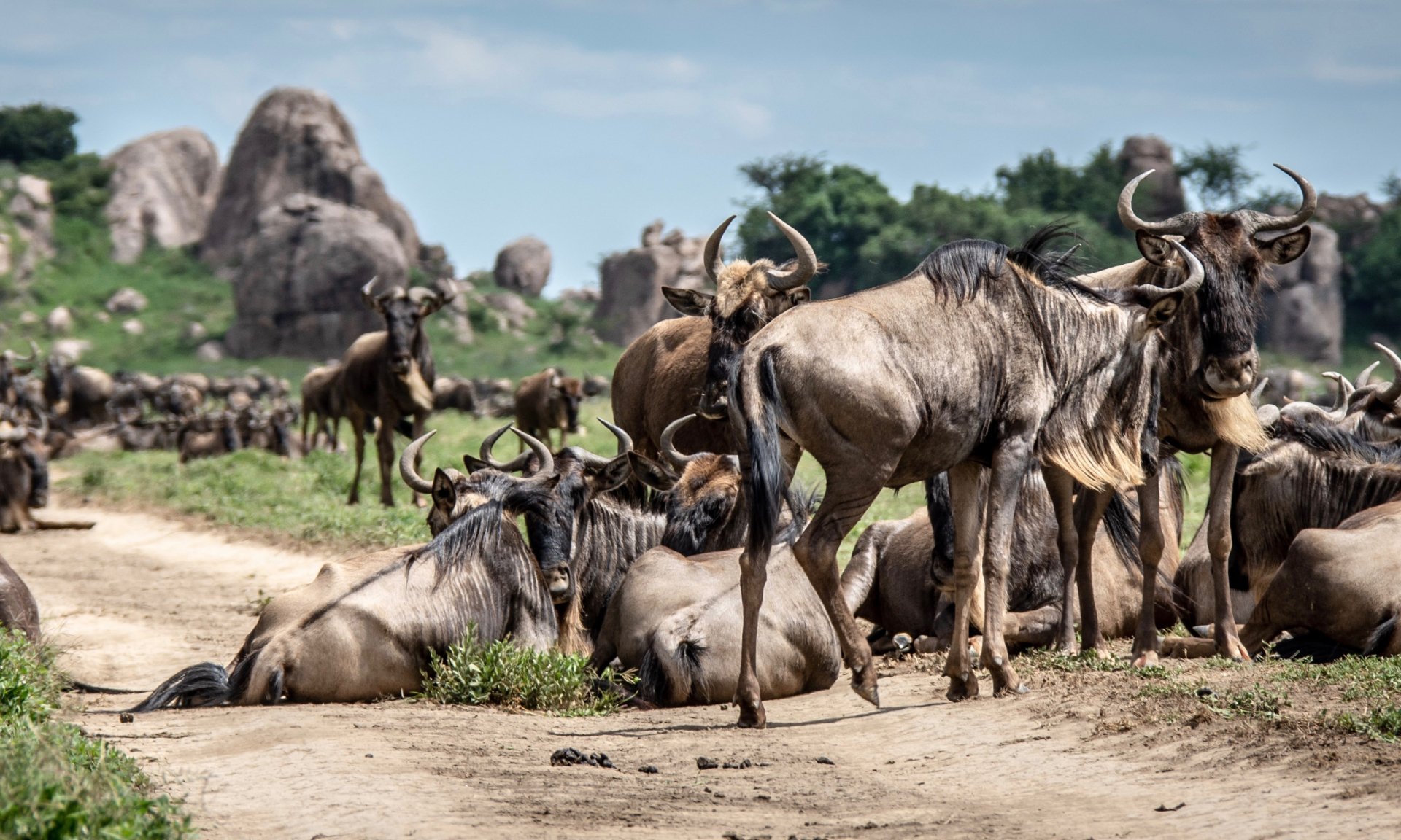 Tanzania Classic Safari - Predators Safari Club