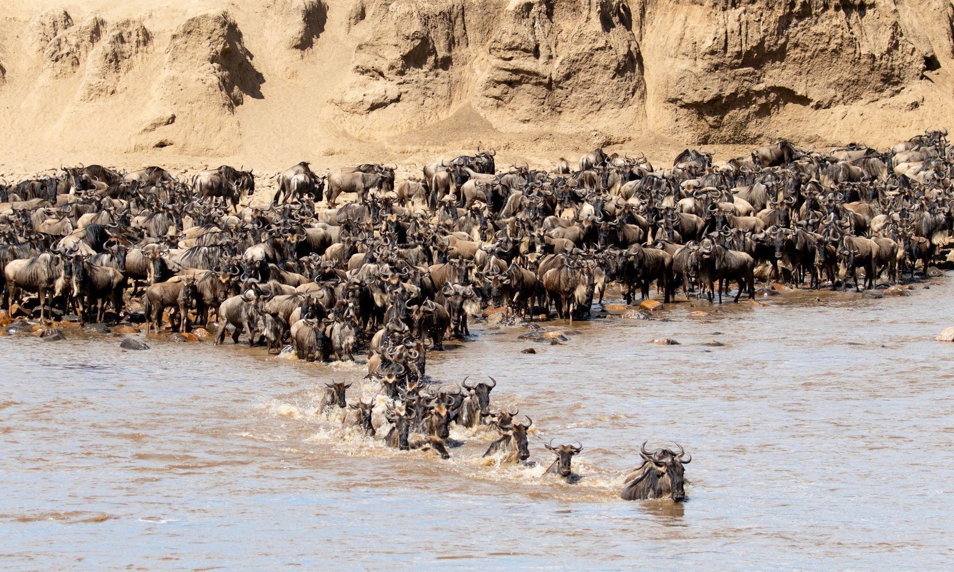 Wildebeest Migration - Predators Safari Club