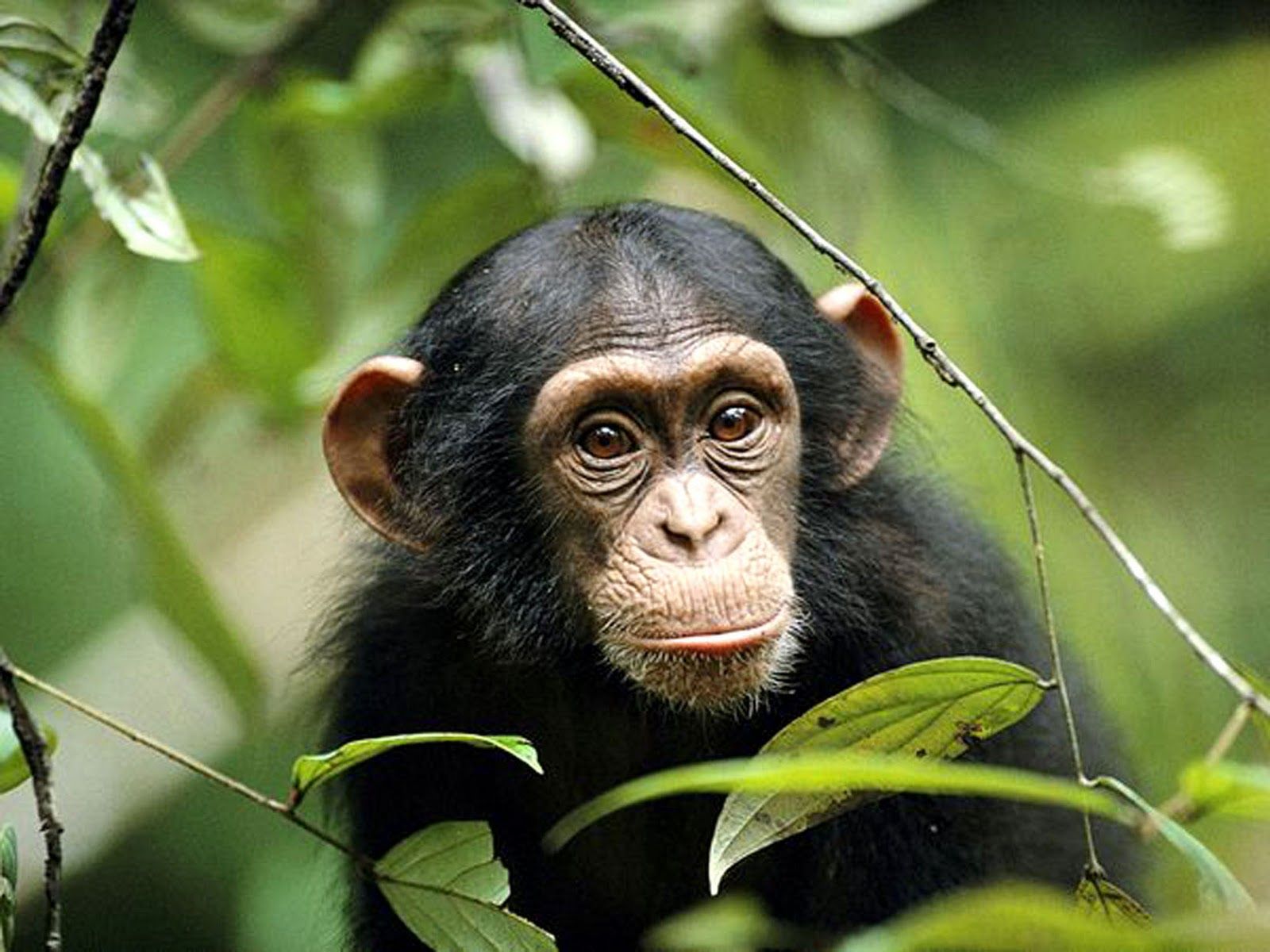 Tanzania Destination - Predators Safari Club
