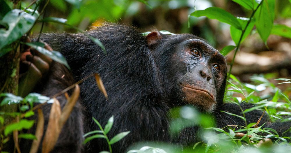 Tanzania Attractions & Highlights - Predator Safari Club