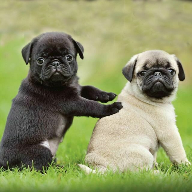 Venta de Perros Pug | Criadero pugs.mx