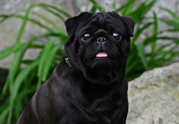 Criadero de Perros Pug | pugs.mx Venta