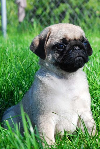 Venta de Perros Pug | Criadero pugs.mx