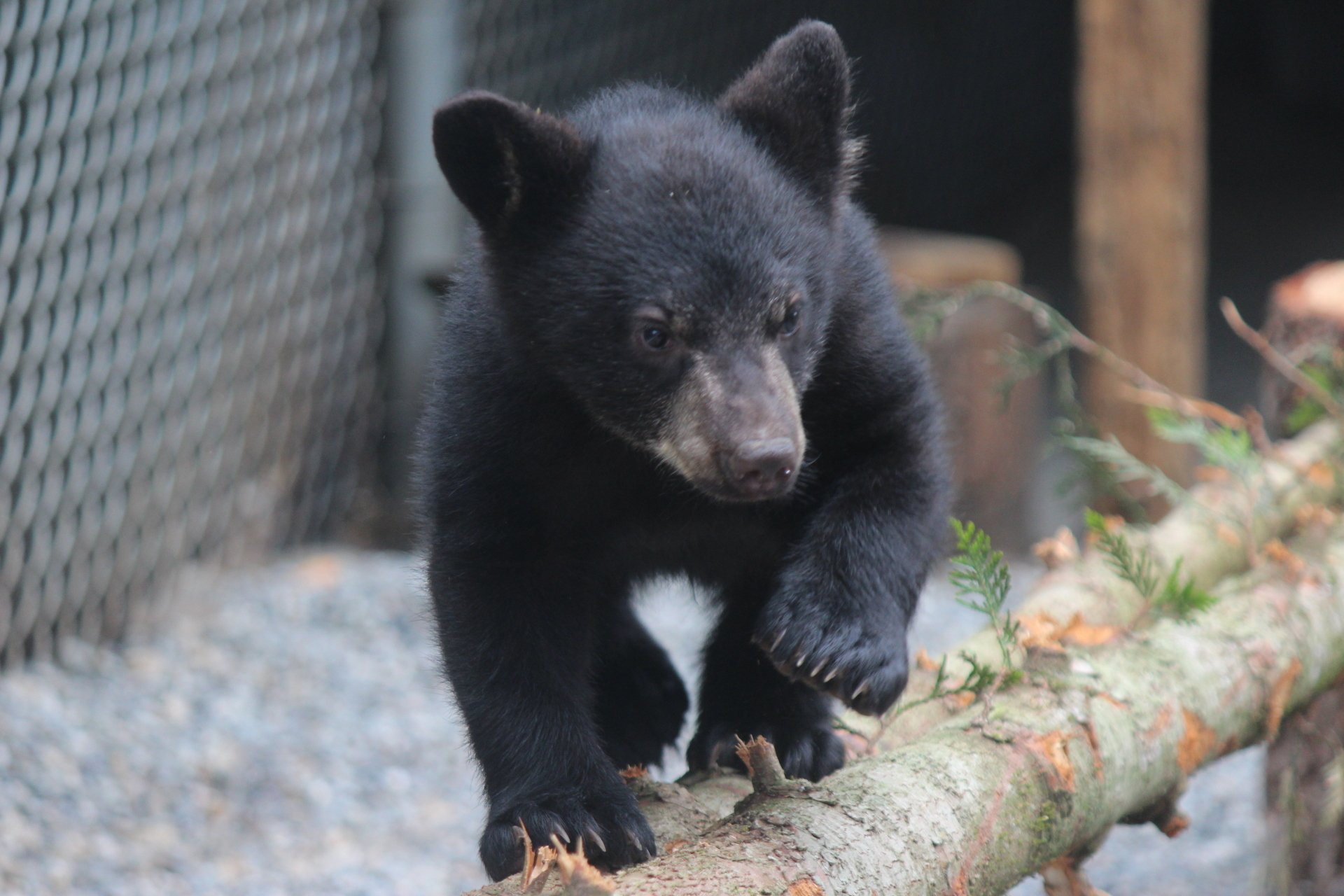 Bears | Critter Care Wildlife Society