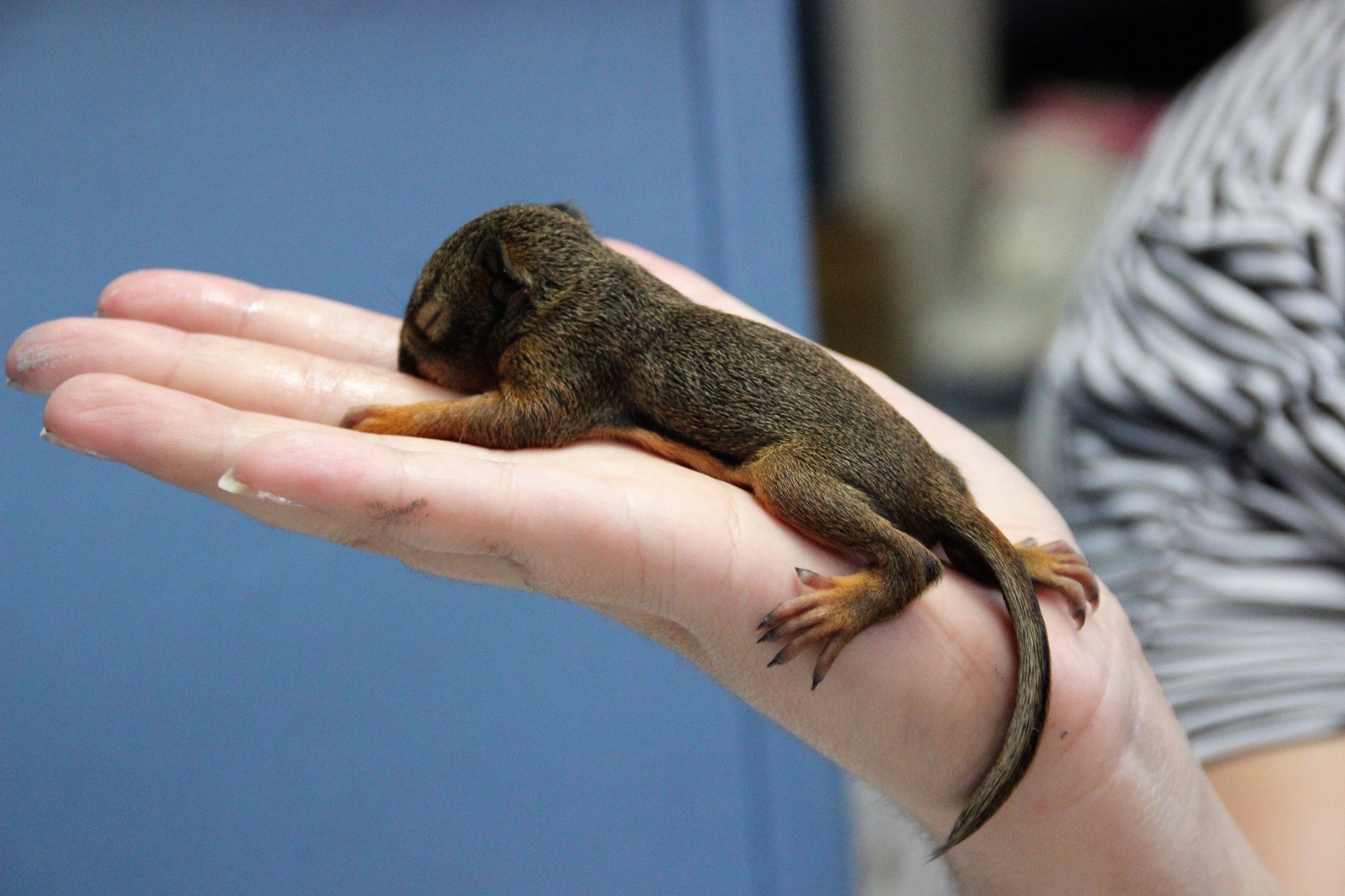 Found A Mammal? | Critter Care Wildlife Society