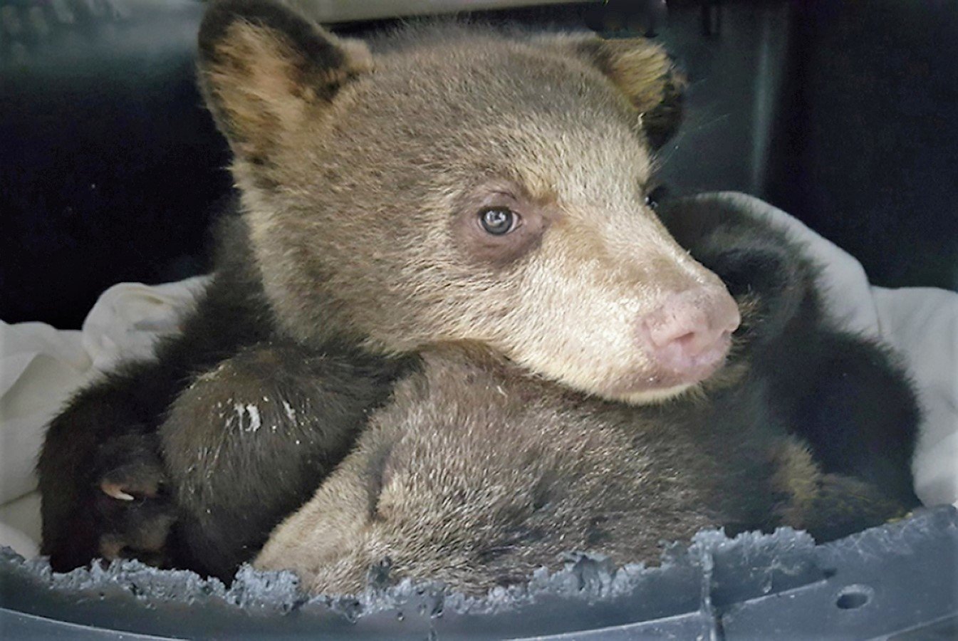 Critter Care Wildlife Society | Rescue, Rehabilitate, Release