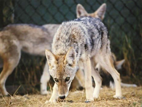 Coyotes | Critter Care Wildlife Society