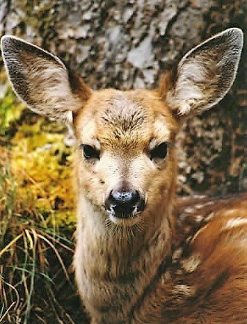Deers | Unique Facts | Critter Care Wildlife Society