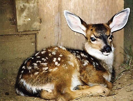 Deers | Unique Facts | Critter Care Wildlife Society