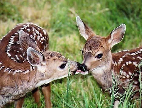 Deers | Unique Facts | Critter Care Wildlife Society