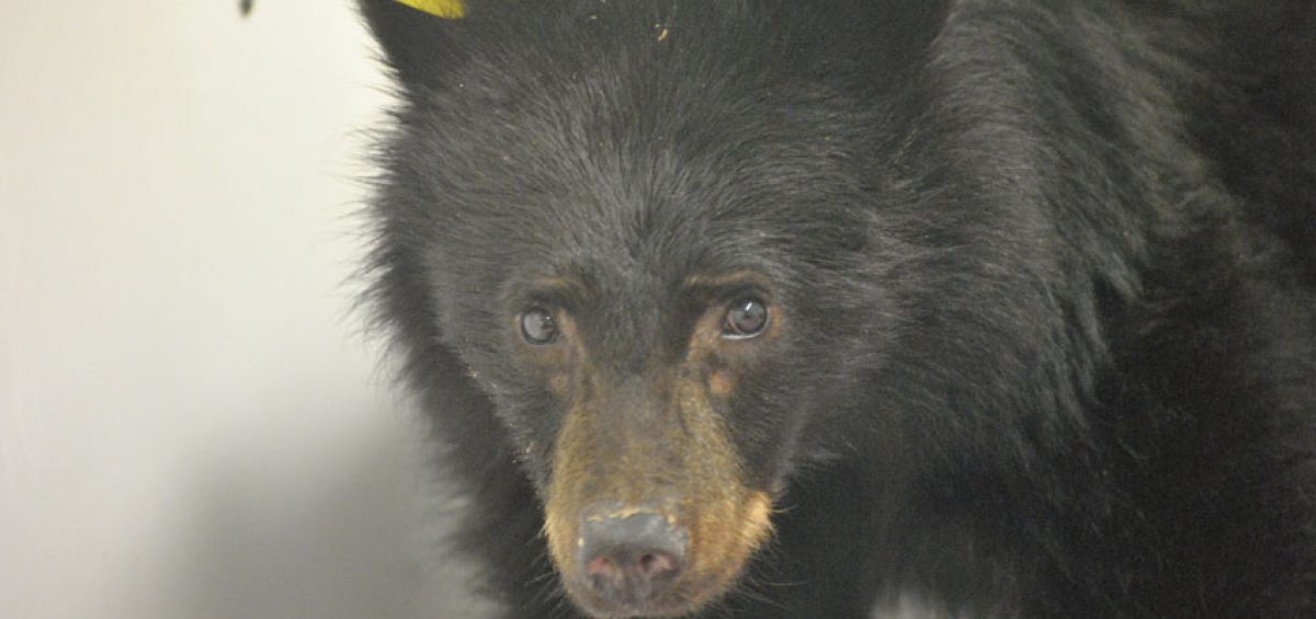 Bears | Critter Care Wildlife Society