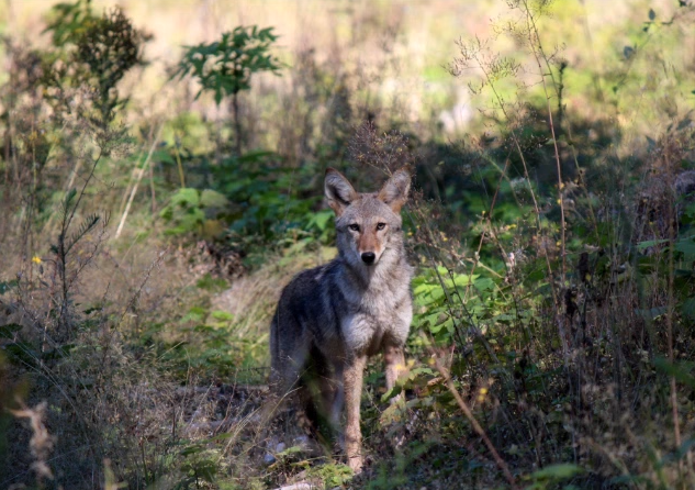 Happy Coyote Release