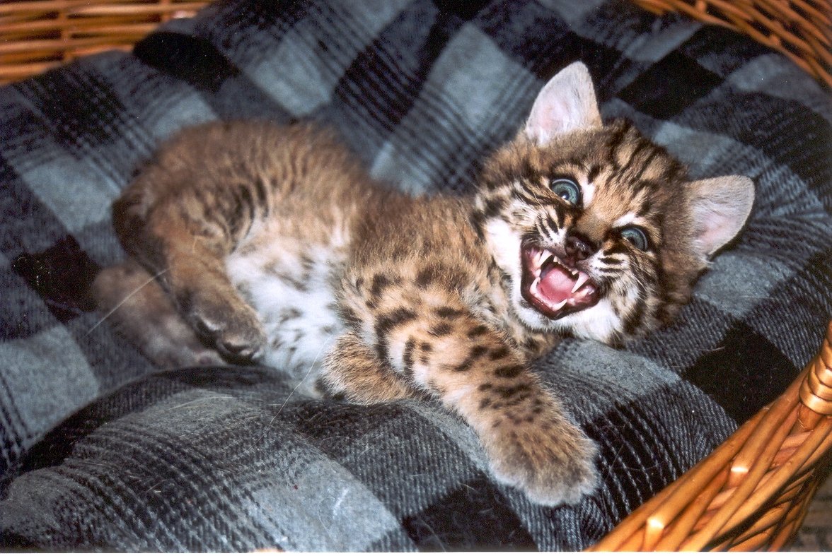 Found A Mammal? | Critter Care Wildlife Society