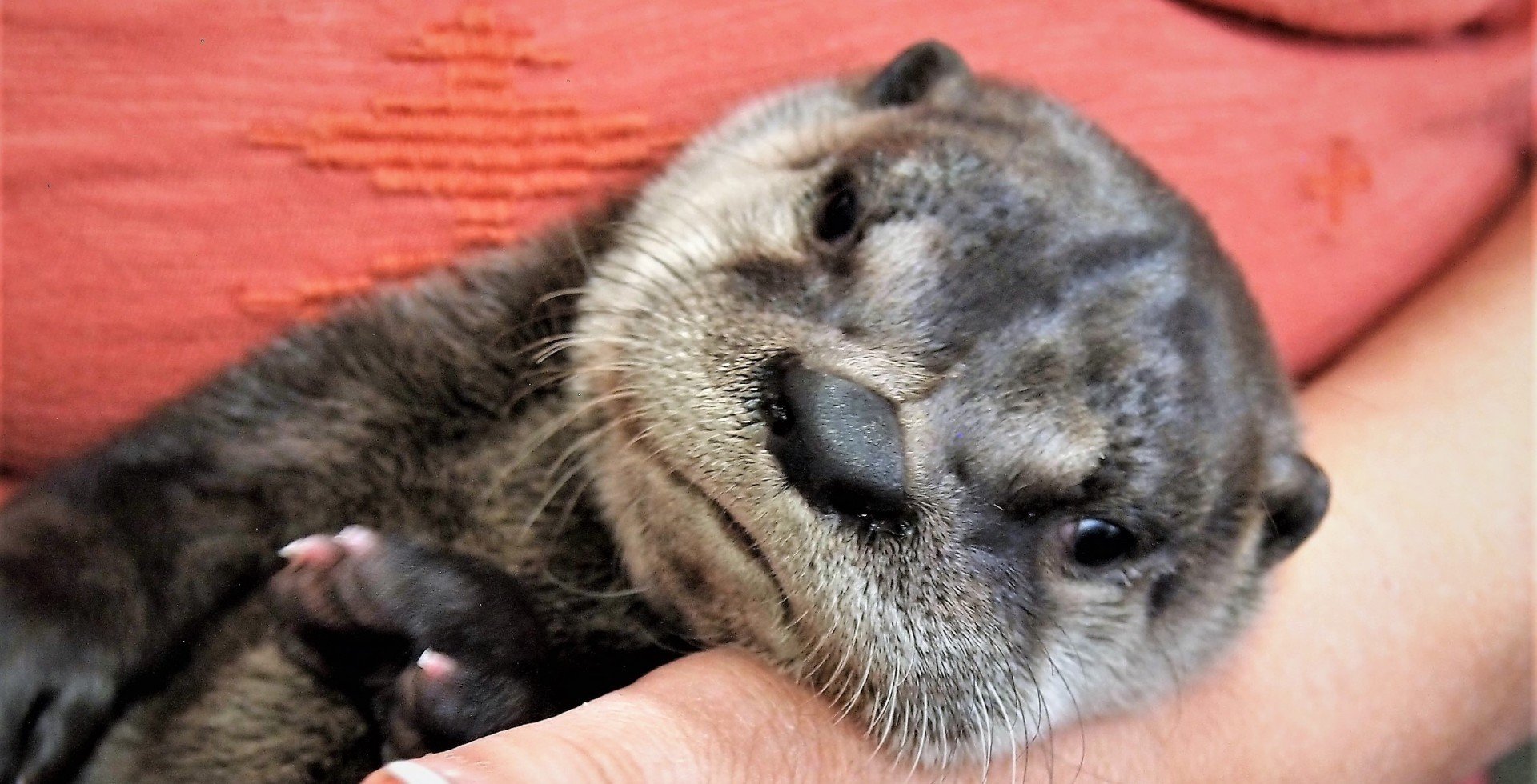 Kids Critter Corner | Critter Care Wildlife Society