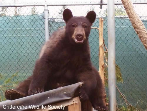 Bears | Critter Care Wildlife Society