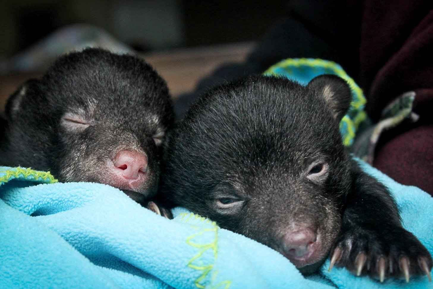 Kids Critter Corner | Critter Care Wildlife Society