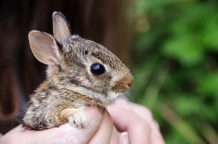 Wildlife Education | Critter Care Wildlife Society