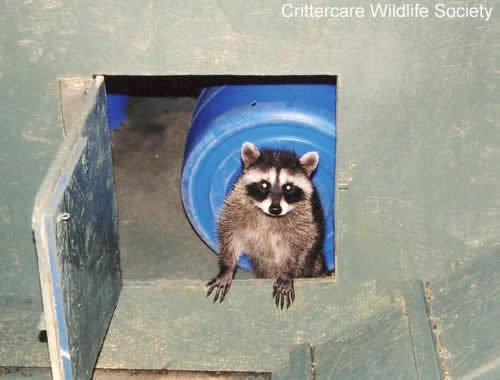 Raccoons | Critter Care Wildlife Society