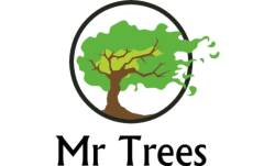 Certified Arborist Services in Brisbane | Mr Trees