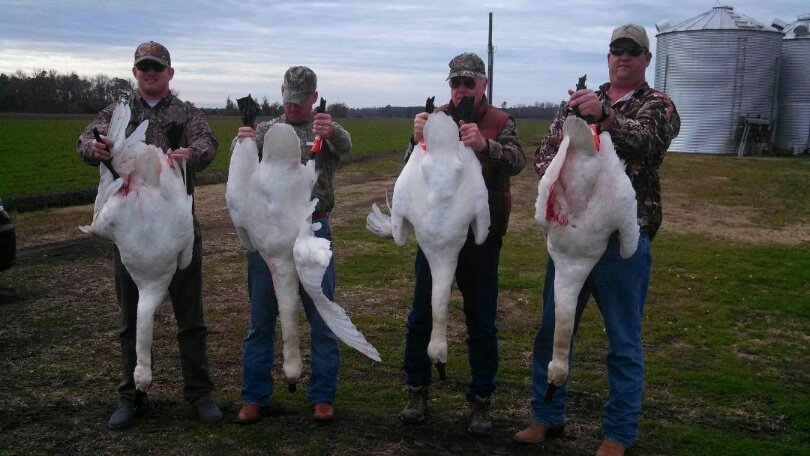NC duck hunt, North Carolina Duck hunting Guide, Swan Hunting