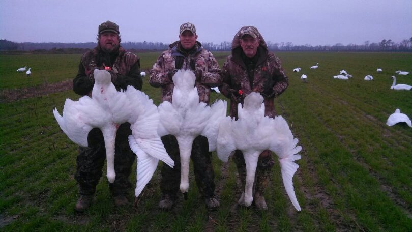 NC duck hunt, North Carolina Duck hunting Guide, Swan Hunting