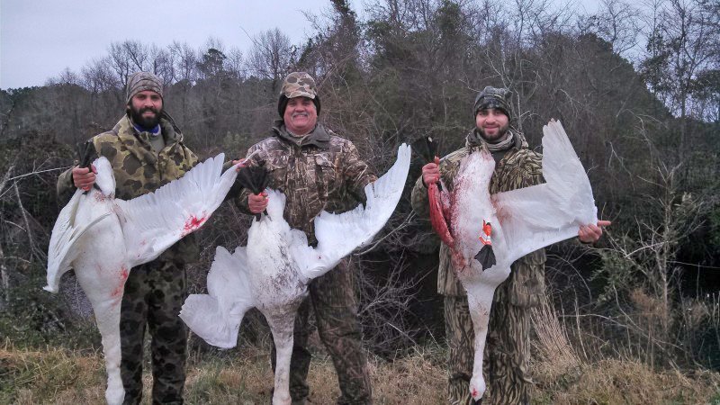 NC duck hunt, North Carolina Duck hunting Guide, Swan Hunting