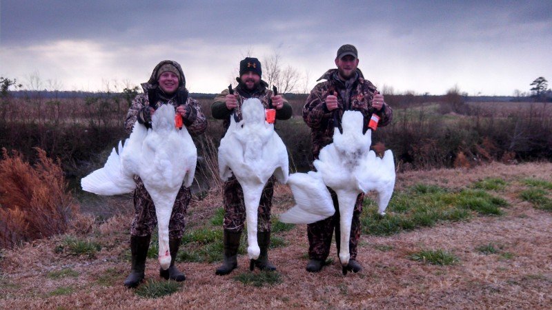 NC duck hunt, North Carolina Duck hunting Guide, Swan Hunting