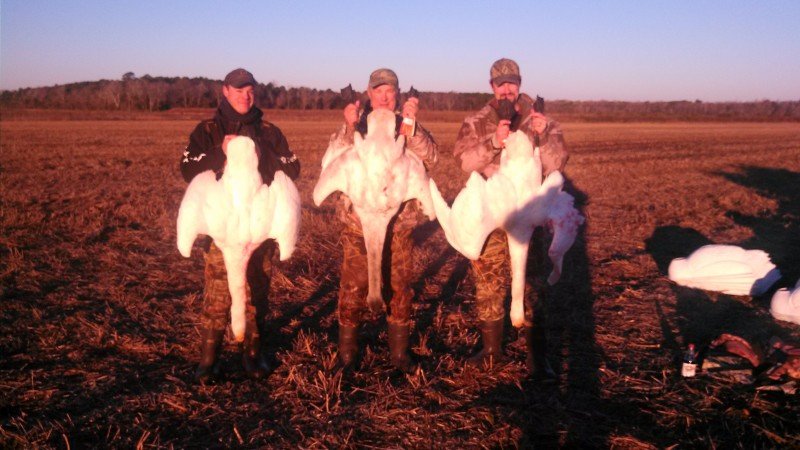 NC duck hunt, North Carolina Duck hunting Guide, Swan Hunting
