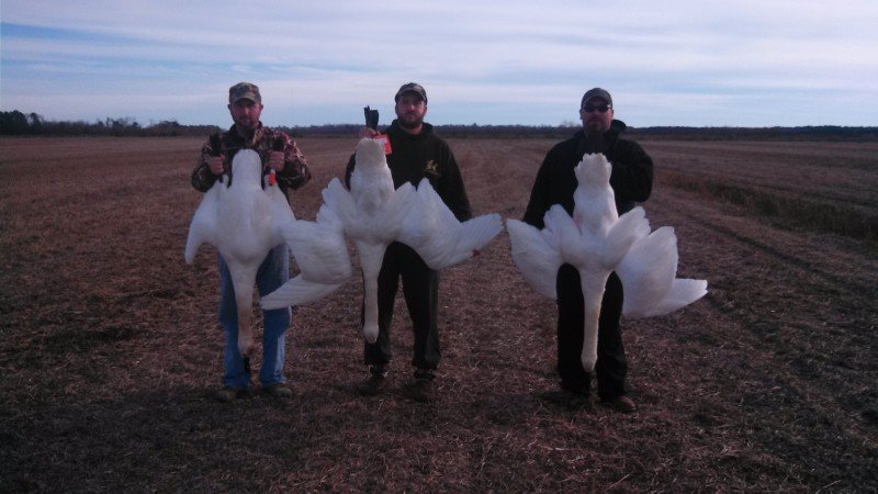 NC duck hunt, North Carolina Duck hunting Guide, Swan Hunting
