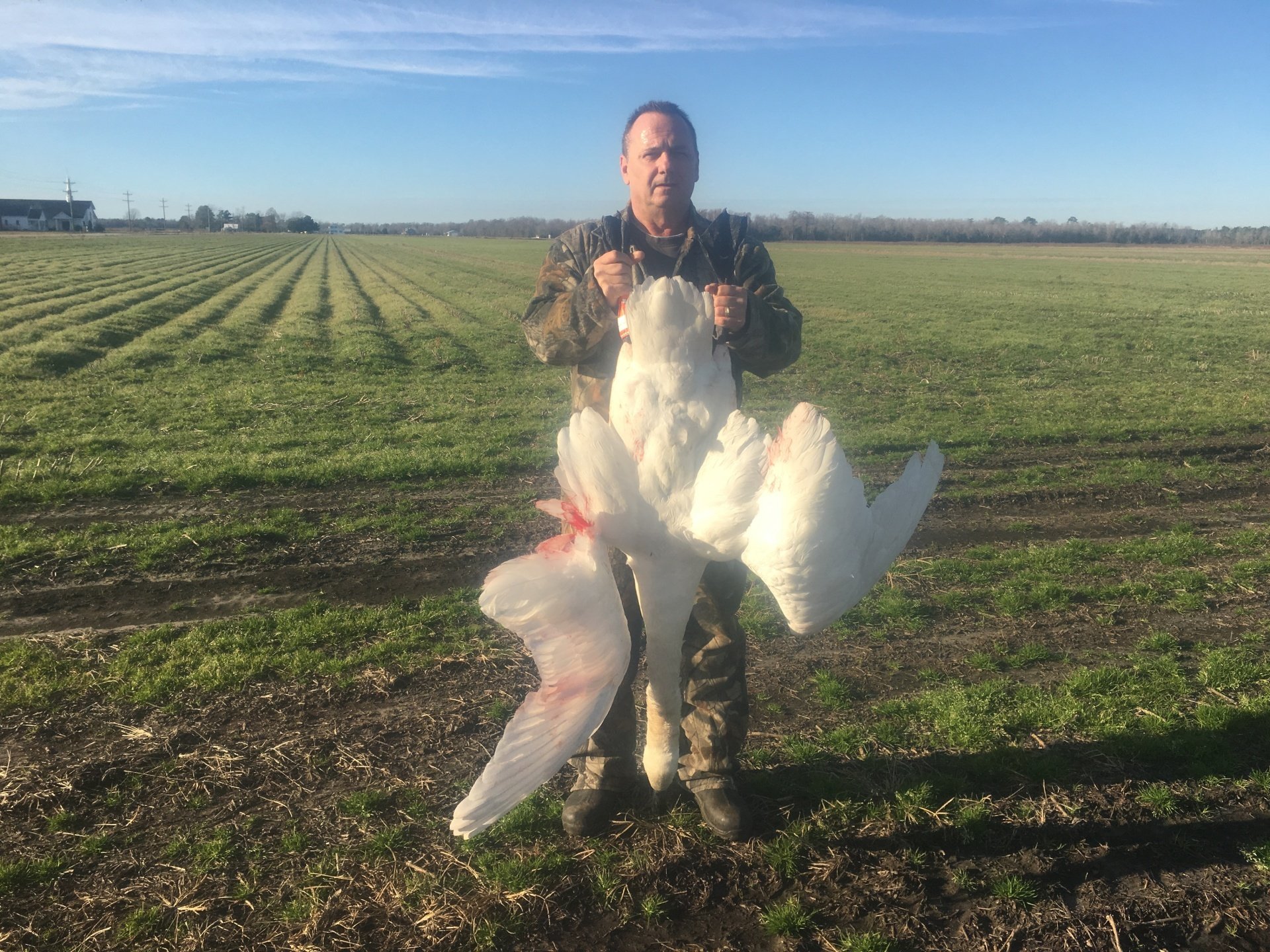 NC duck hunt, North Carolina Duck hunting Guide, Swan Hunting