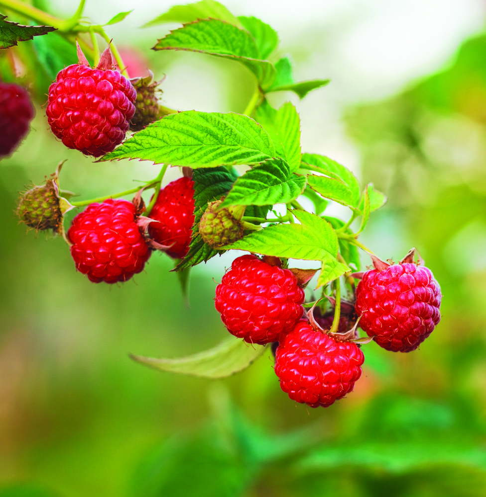 Designers and manufacturers of fruit harvesting machinery: Apples ...