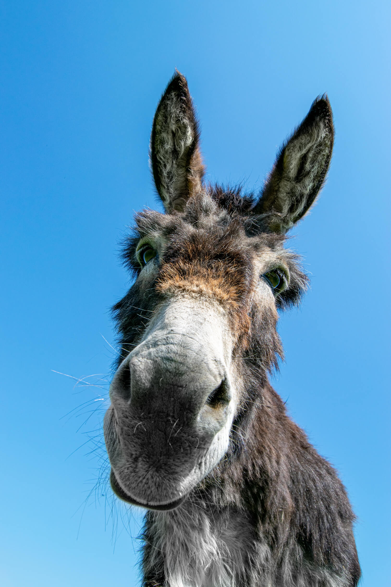 MooksGoo's Portfolio - Isle of Wight Donkey Sanctuary Designs