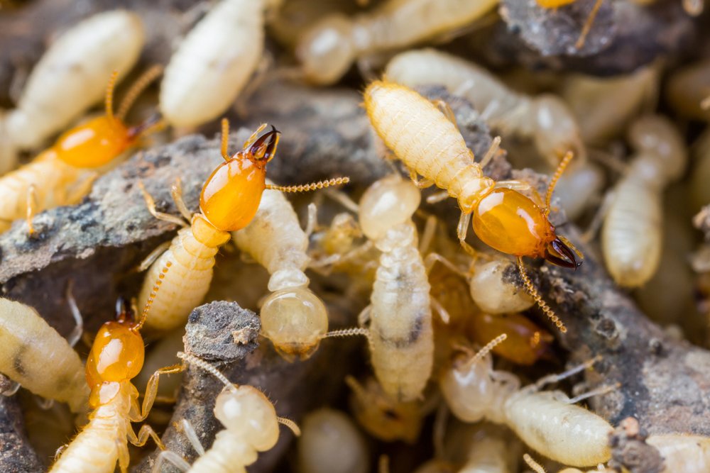 Termite Control | Westchester, NY | Regal Pest Management